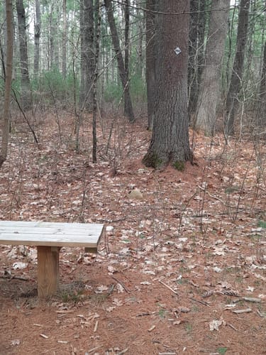 Best Hikes and Trails in Walpole Town Forest | AllTrails