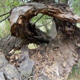 Lost Lake Nature Trail, California - 159 Reviews, Map | AllTrails