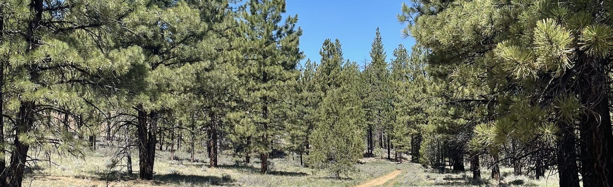 Sheep Creek and Swamp Canyon Loop: 464 Reviews, Map - Utah | AllTrails