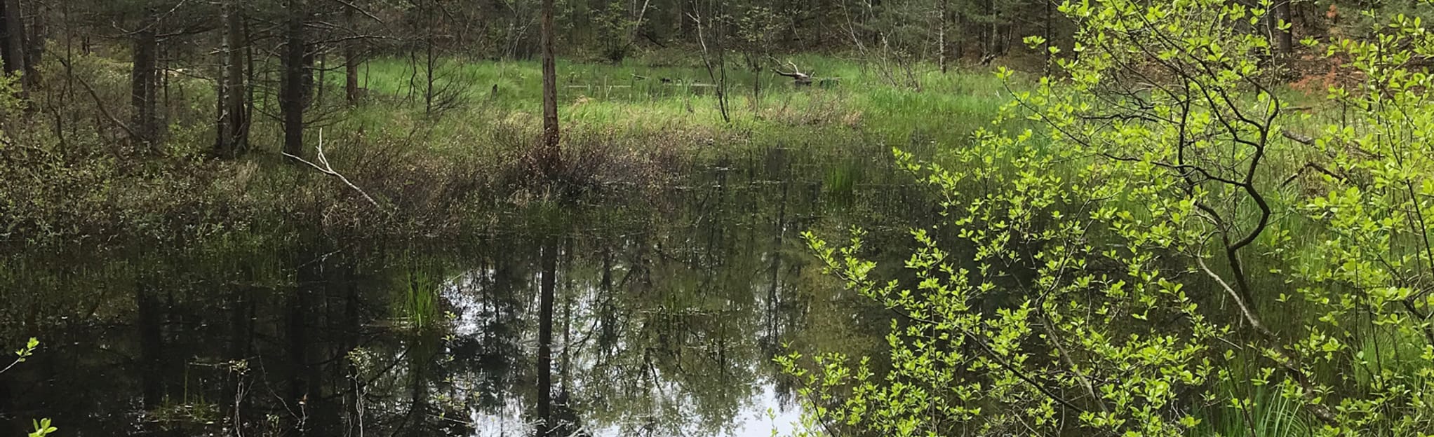 Lasso Lake Loop: 64 Reviews, Map - Michigan | AllTrails