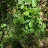 Dave Moore Nature Trail, California - 338 Reviews, Map | AllTrails