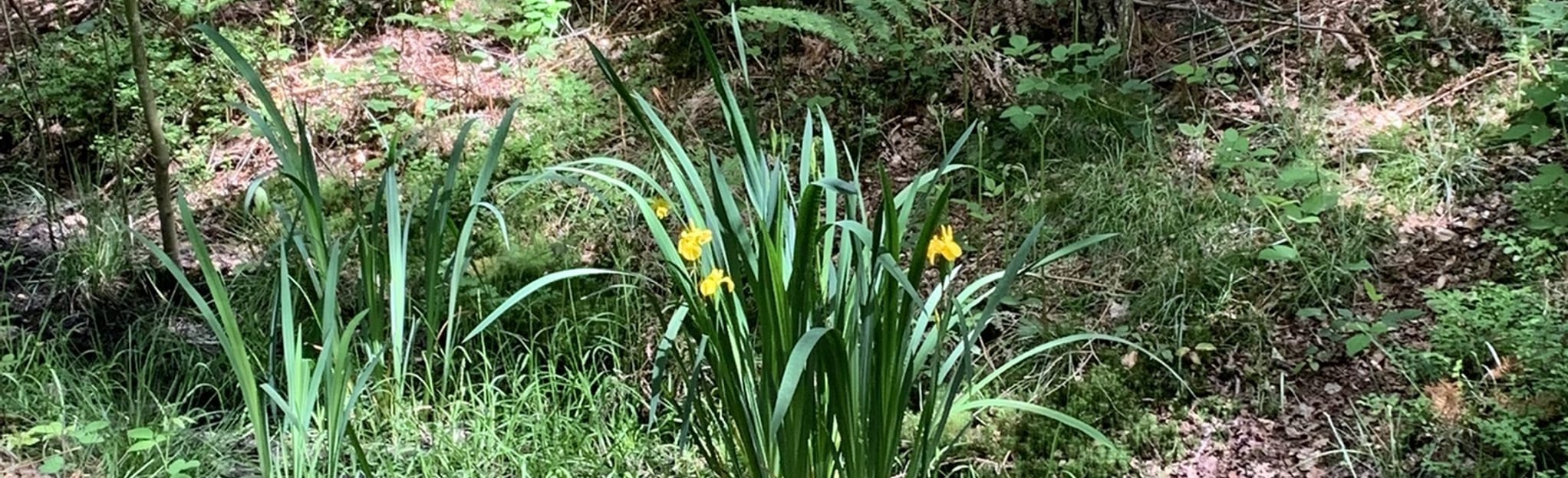 Shipwrights' Way: Alice Holt Forest to Headley Park, Surrey, England ...