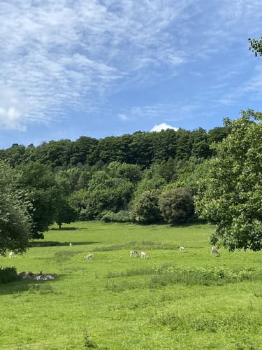 Best Hikes and Trails in Ashton Court Estate | AllTrails