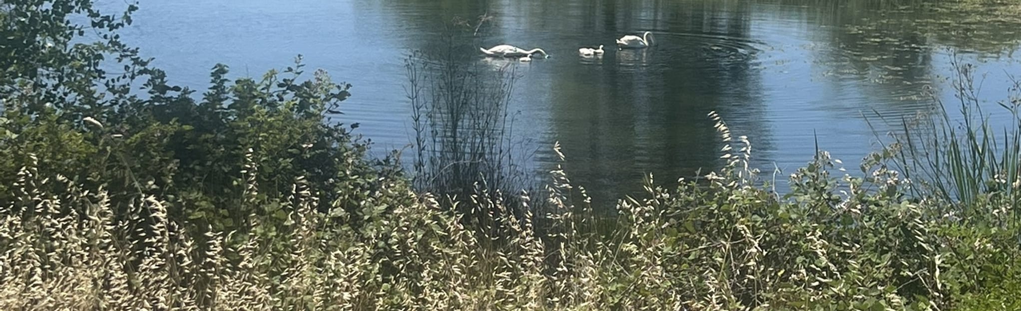 Howard Ranch Trail, California - 166 Reviews, Map | AllTrails