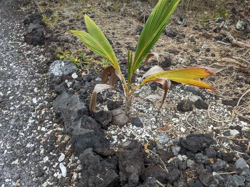 Best Hikes and Trails in Napoopoo Park | AllTrails