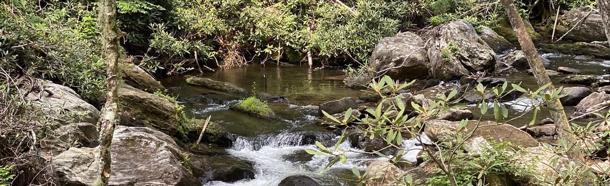 Coleman River Trail, Georgia - 119 Reviews, Map | AllTrails