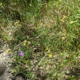 Dave Moore Nature Trail, California - 338 Reviews, Map | AllTrails