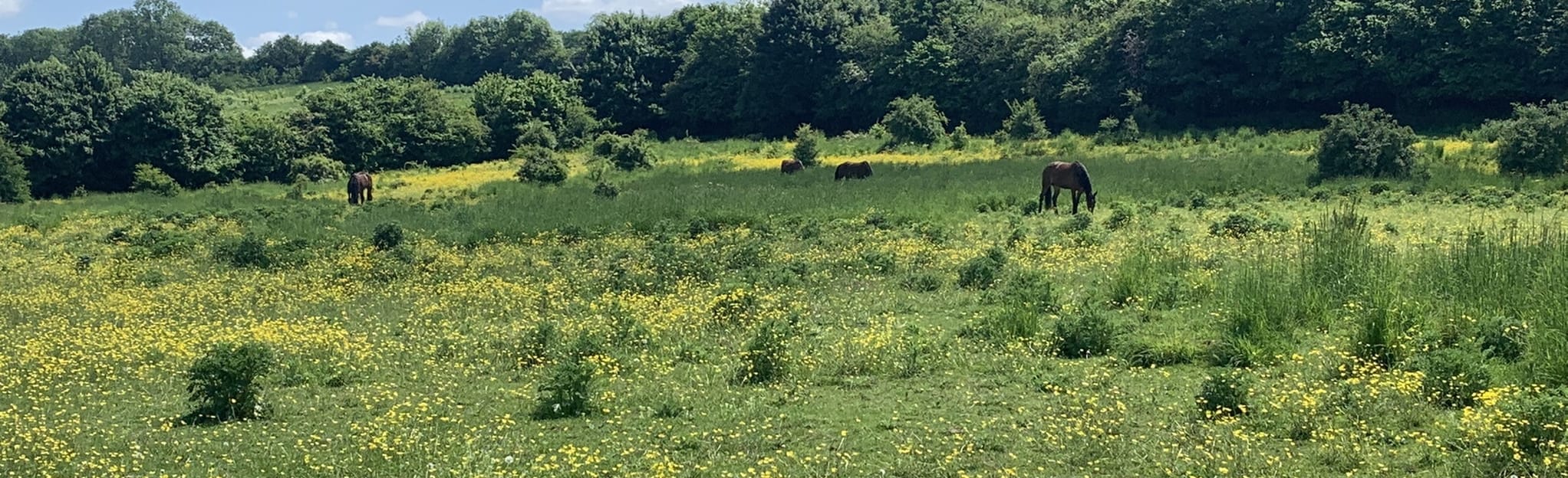 The Kings Hill Teston Triangle Walk, Kent, England - 22 Reviews, Map ...