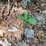 Reddish Knob Trail, Virginia - 21 Reviews, Map | AllTrails