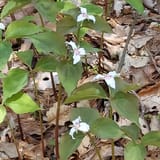 Reddish Knob Trail, Virginia - 21 Reviews, Map | AllTrails