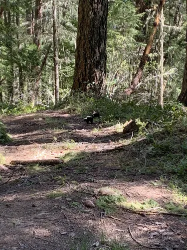 Best Hikes and Trails in Myrtle Creek | AllTrails