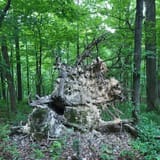 Chestnut Ridge Trail, Virginia - 480 Reviews, Map | AllTrails