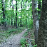 Chestnut Ridge Trail, Virginia - 480 Reviews, Map | AllTrails