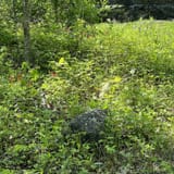 Mount Tom Tower Trail, Connecticut - 294 Reviews, Map | AllTrails