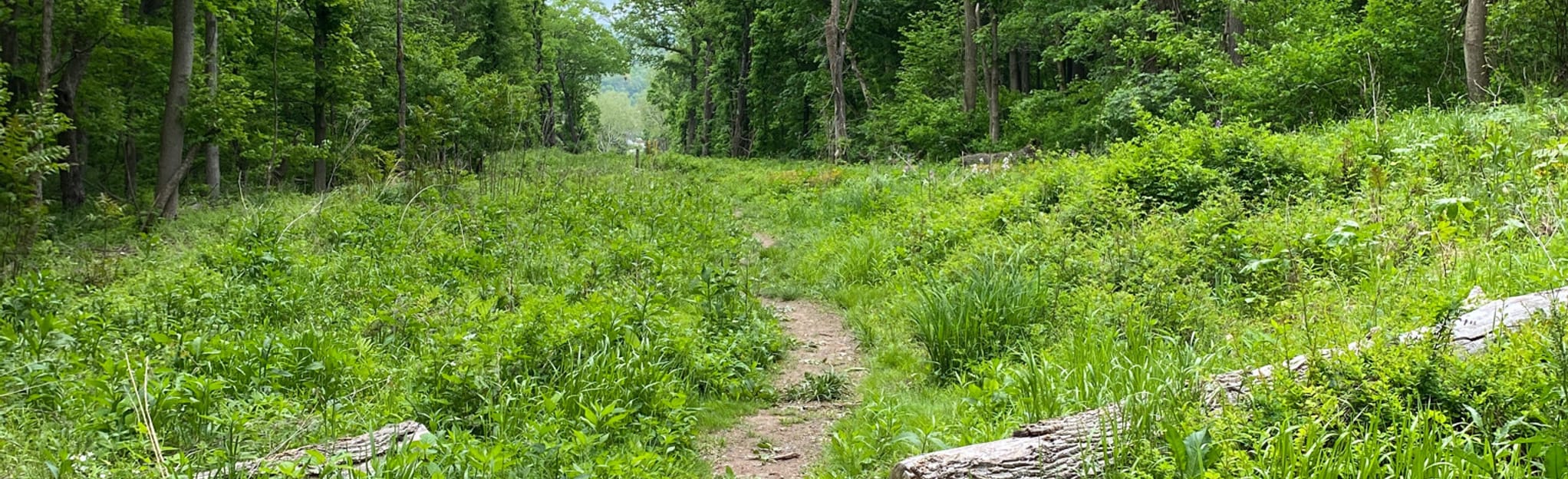 Duff Park Outer Loop: 364 Reviews, Map - Pennsylvania | AllTrails