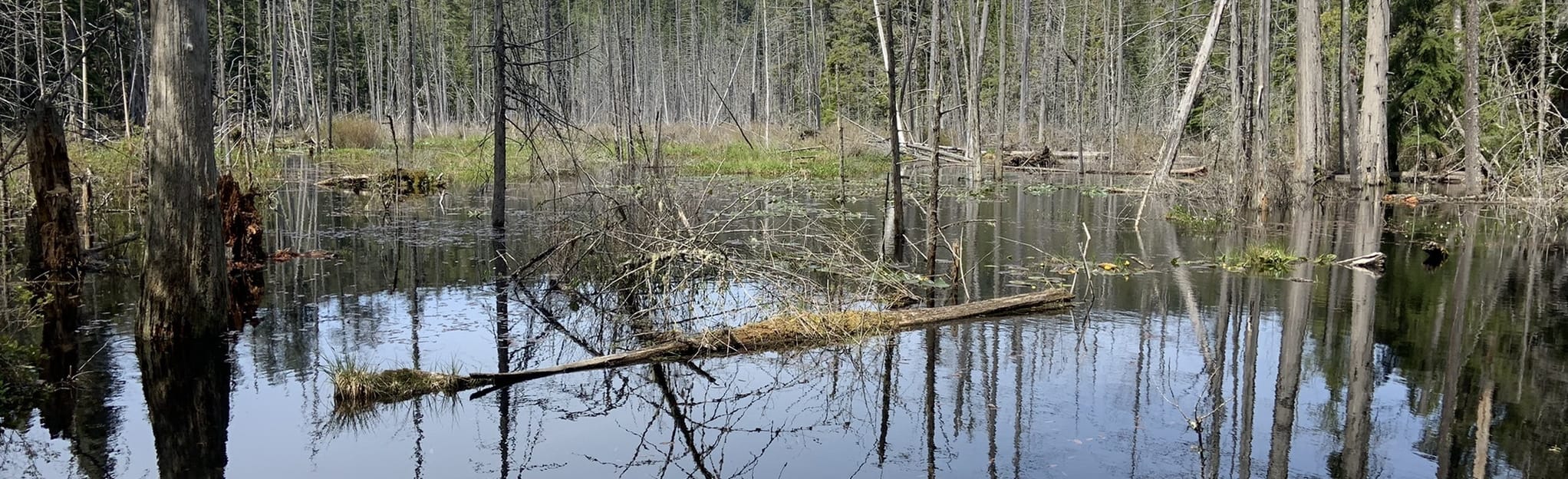 Middlepoint FSR - Copperhead - McNeil Lake FSR - Old Pole Road, British ...