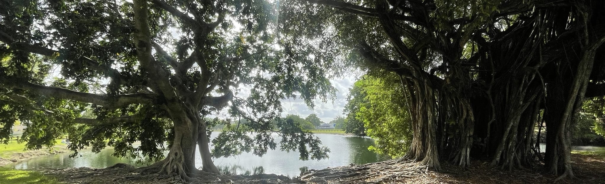 Rainbow Tree Loop, Florida - 52 Reviews, Map | AllTrails