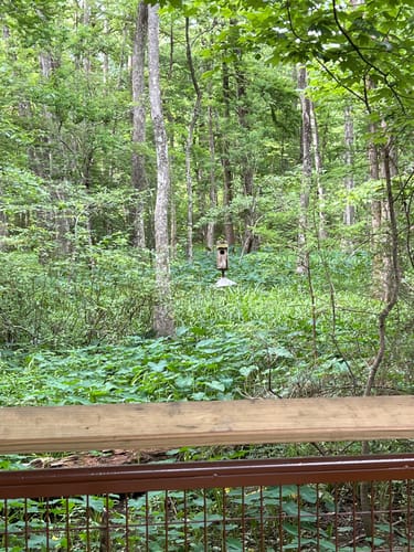 Best Hikes and Trails in Bluebonnet Swamp Nature Center | AllTrails