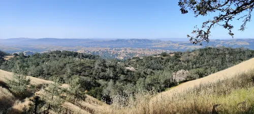 Best Forest Trails in Mount Diablo State Park | AllTrails