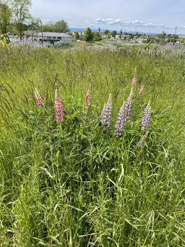 Best Hikes and Trails in Cully Park | AllTrails