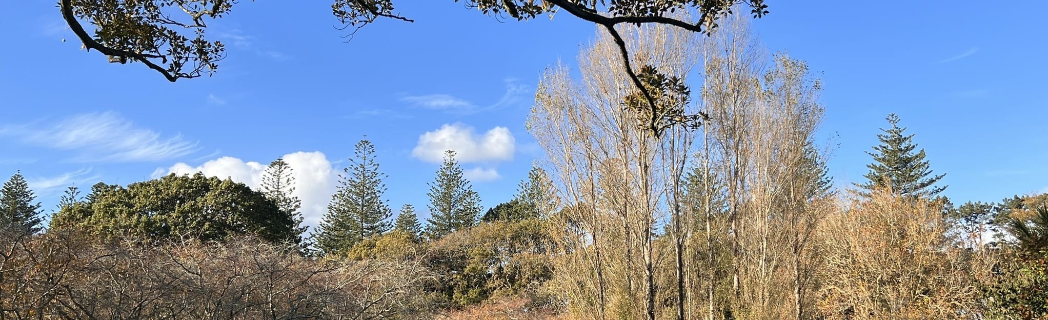 One Tree Hill Loop: 45 Reviews, Map - Auckland, New Zealand | AllTrails