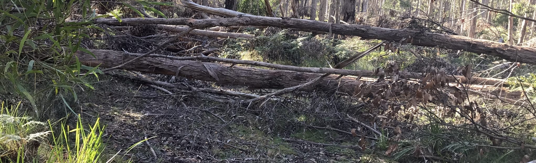 Wombat State Forest Loop, Victoria, Australia - 7 Reviews, Map | AllTrails