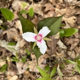 Thunder Swamp Trail, Pennsylvania - 48 Reviews, Map | AllTrails