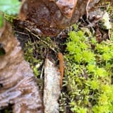 Thunder Swamp Trail, Pennsylvania - 51 Reviews, Map | AllTrails
