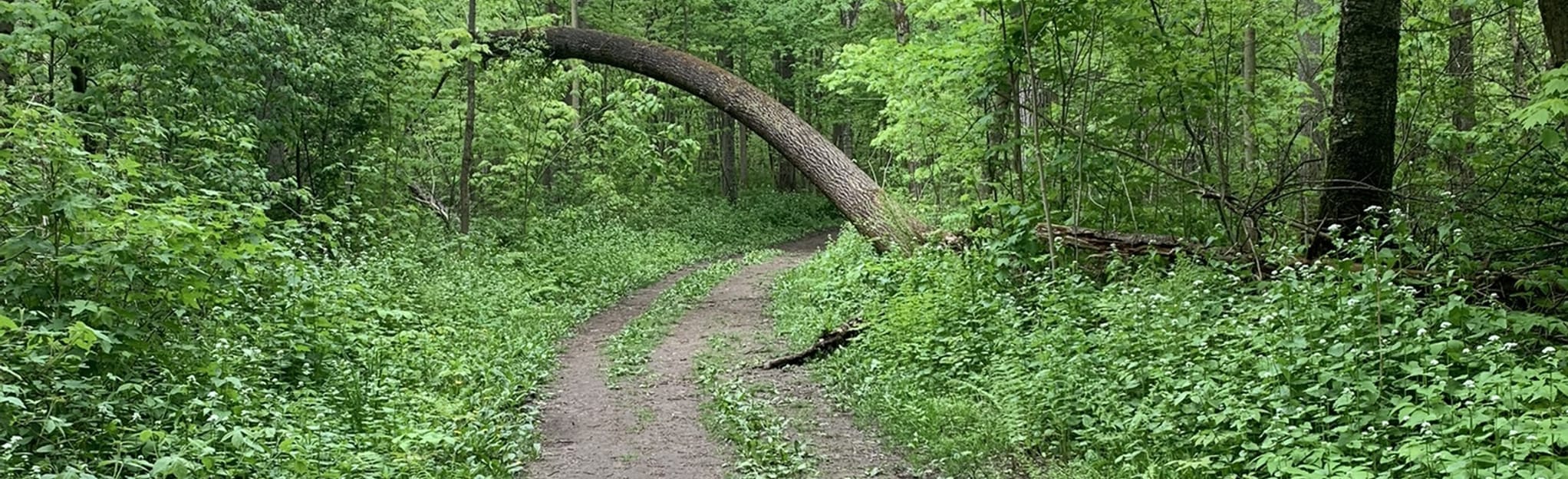 Spruce and Red Oak Trail, Ontario, Canada - 84 Reviews, Map | AllTrails