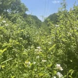Avalon Loop Trail, Maryland - 293 Reviews, Map | AllTrails
