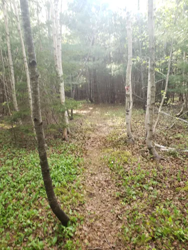 Best Hikes and Trails in Selkirk Road Public Forest | AllTrails