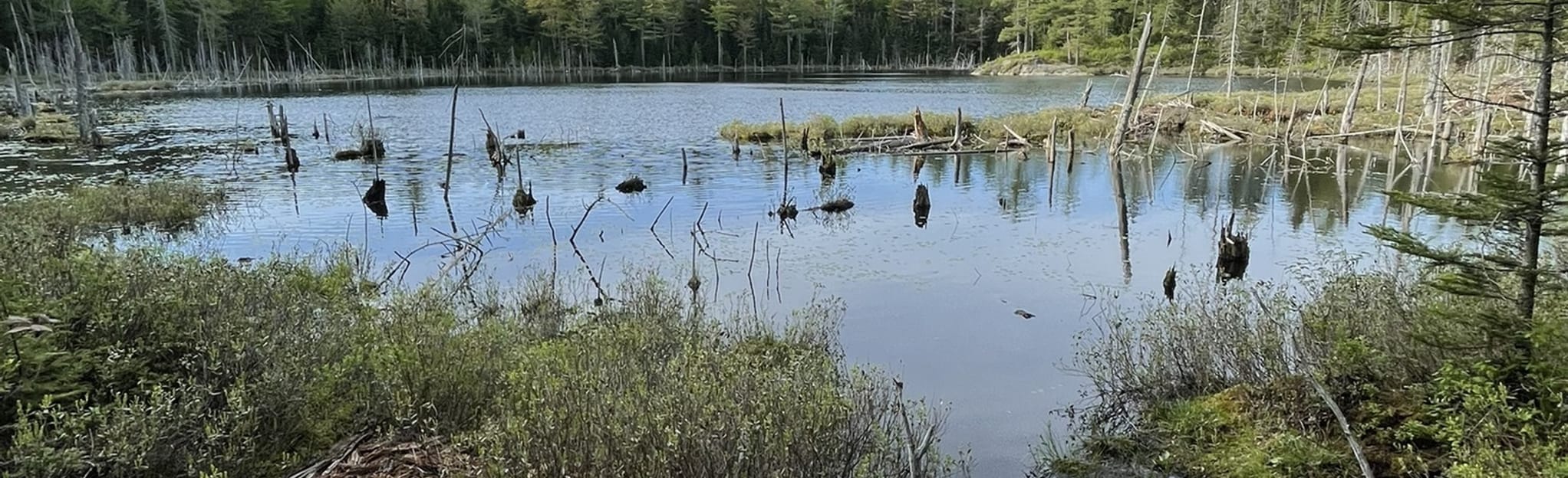 AllTrails | Duck Pond Trail: 33 Reviews, Map - New Hampshire