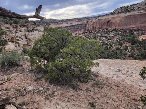 10 Best Hikes and Trails in Black Ridge Canyons Wilderness | AllTrails