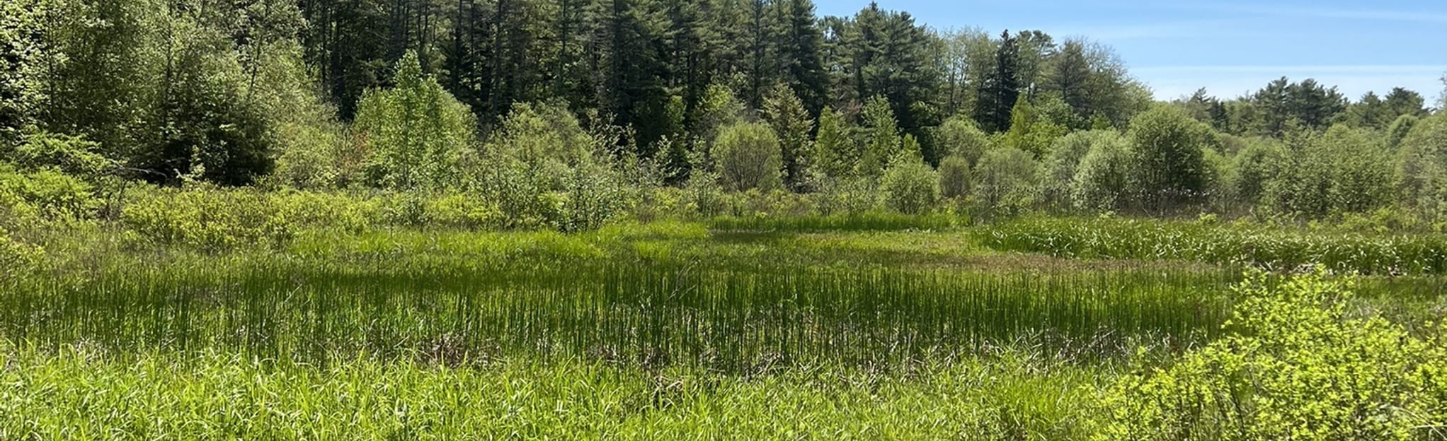 Otter Brook Preserve South Loop Trail, Maine - 14 Reviews, Map | AllTrails