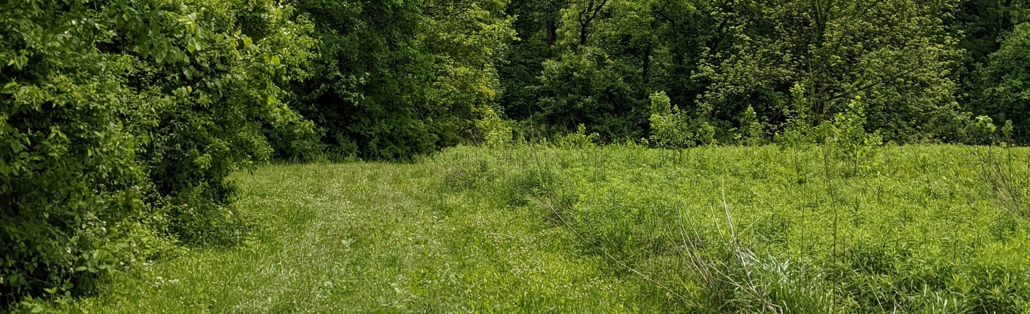 Briscoe Trail Loop: 17 Reviews, Map - Missouri | AllTrails