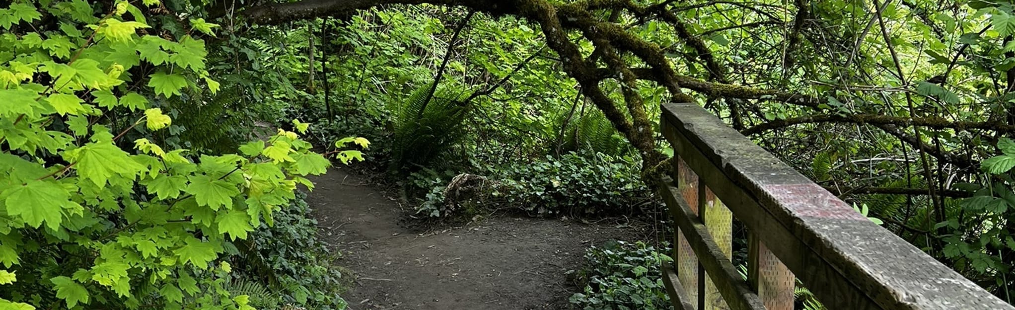 Ridge Trail to Wildwood Loop: 207 Reviews, Map - Oregon | AllTrails