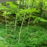 Windrock OHV Trail, Tennessee - 48 Reviews, Map | AllTrails