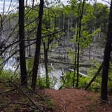 Douglas Forest Wallis Pond Loop Trail, Massachusetts - 685 Reviews, Map ...