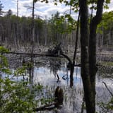 Douglas Forest Wallis Pond Loop Trail, Massachusetts - 685 Reviews, Map ...