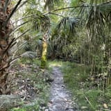 Bulow Woods Hiking Trail, Florida - 214 Reviews, Map | AllTrails