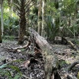Bulow Woods Hiking Trail, Florida - 214 Reviews, Map | AllTrails