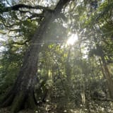 Bulow Woods Hiking Trail, Florida - 214 Reviews, Map | AllTrails