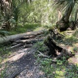 Bulow Woods Hiking Trail, Florida - 214 Reviews, Map | AllTrails
