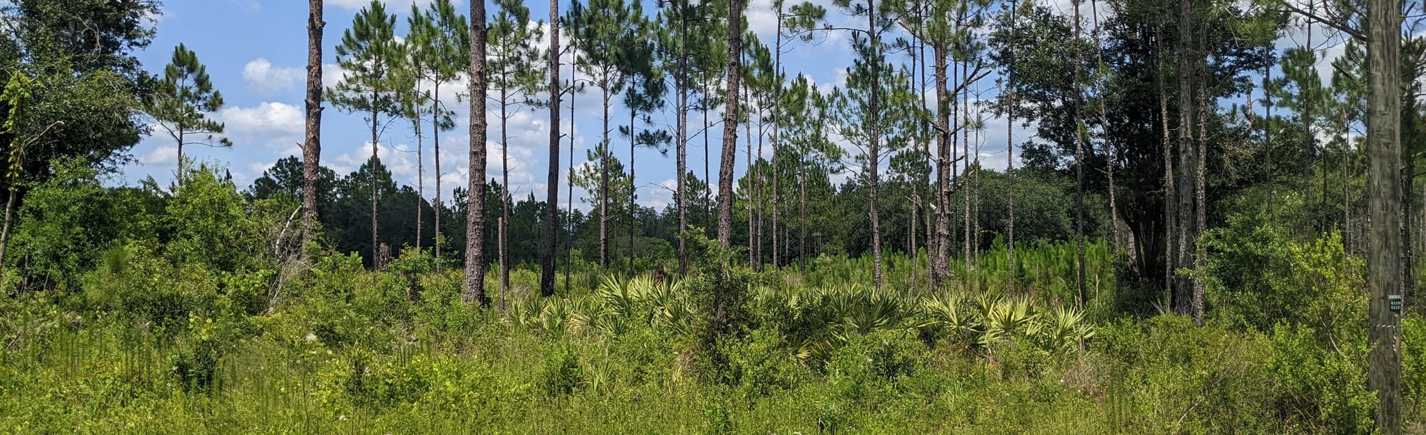 Green Swamp Wilderness Preserve Loop, 69 Fotos - Florida | AllTrails
