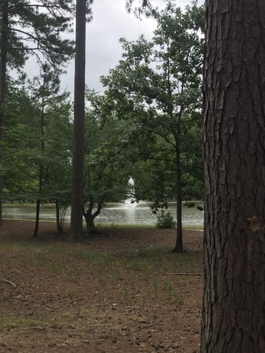 Best Hikes and Trails in Dellinger Park | AllTrails