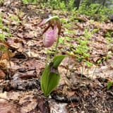 Frye Mountain via Georges Highland Path, Maine - 40 Reviews, Map ...