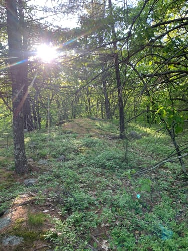 2023 Best trails in Alton Town Forest | AllTrails