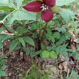 Reddish Knob Trail, Virginia - 21 Reviews, Map | AllTrails