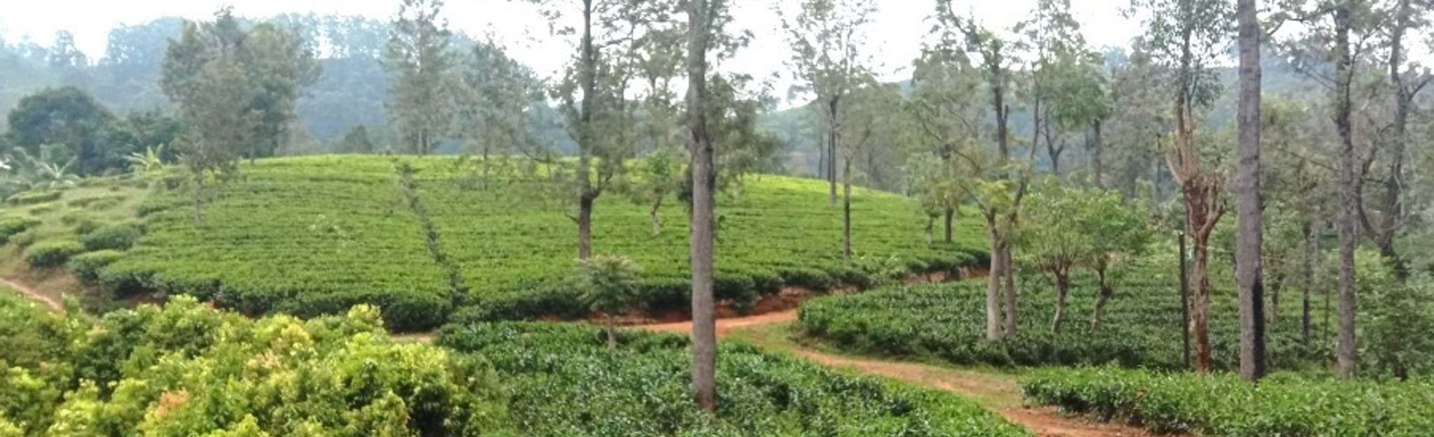 The Pekoe Trail Stage 21: Uda Pussellawa To Kandapola (via Ragala ...