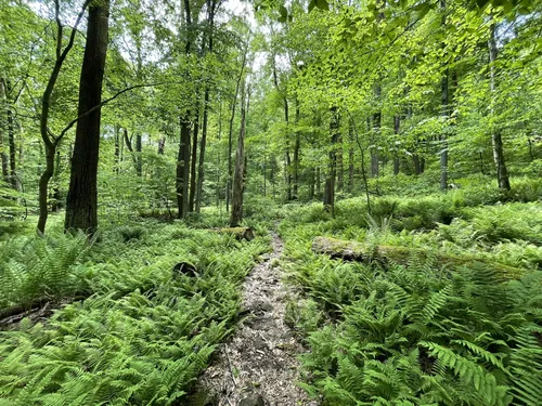 10 Best Hikes and Trails in Forbes State Forest | AllTrails